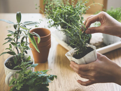Mini-Gewächshaus anlegen: So gelingt dein Urban Garden im Miniformat ...